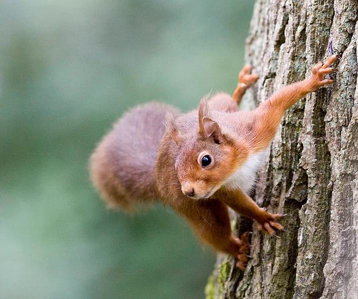 Rosa Rubicondior: How Evolution Works - Squirrels and Pine Martens