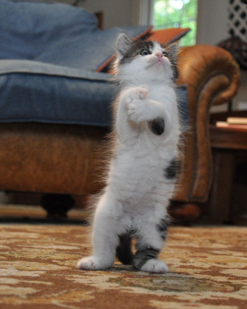 Funny cats - part 18 (40 pics) | Amazing Creatures