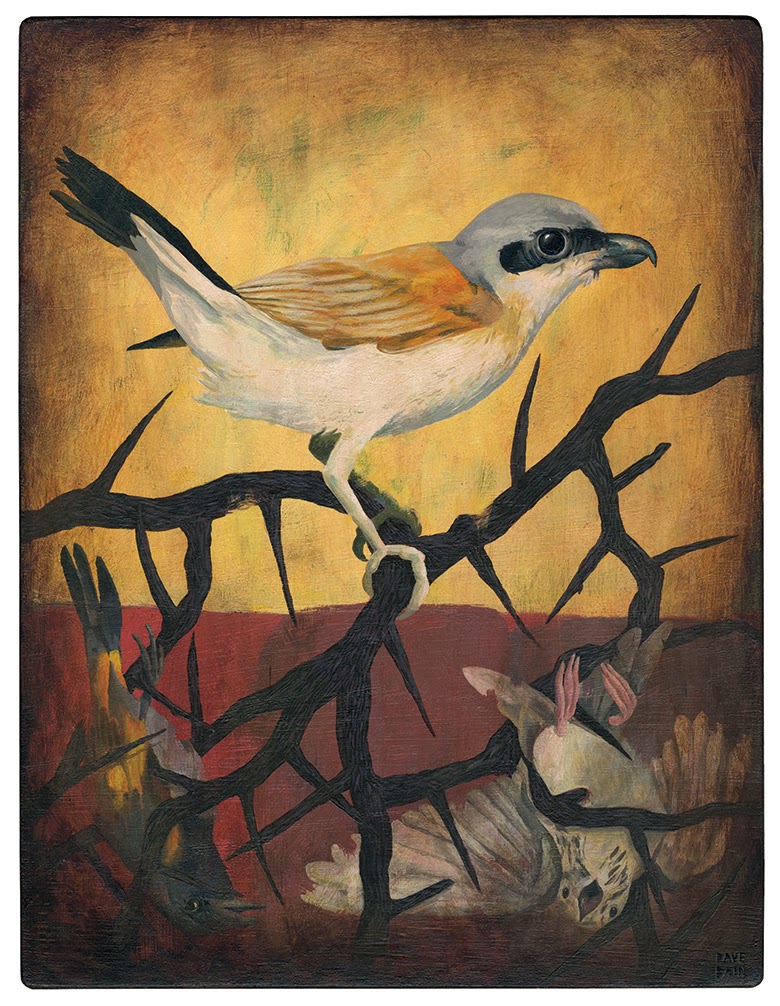 Dave Bain Blog: Butcher Bird