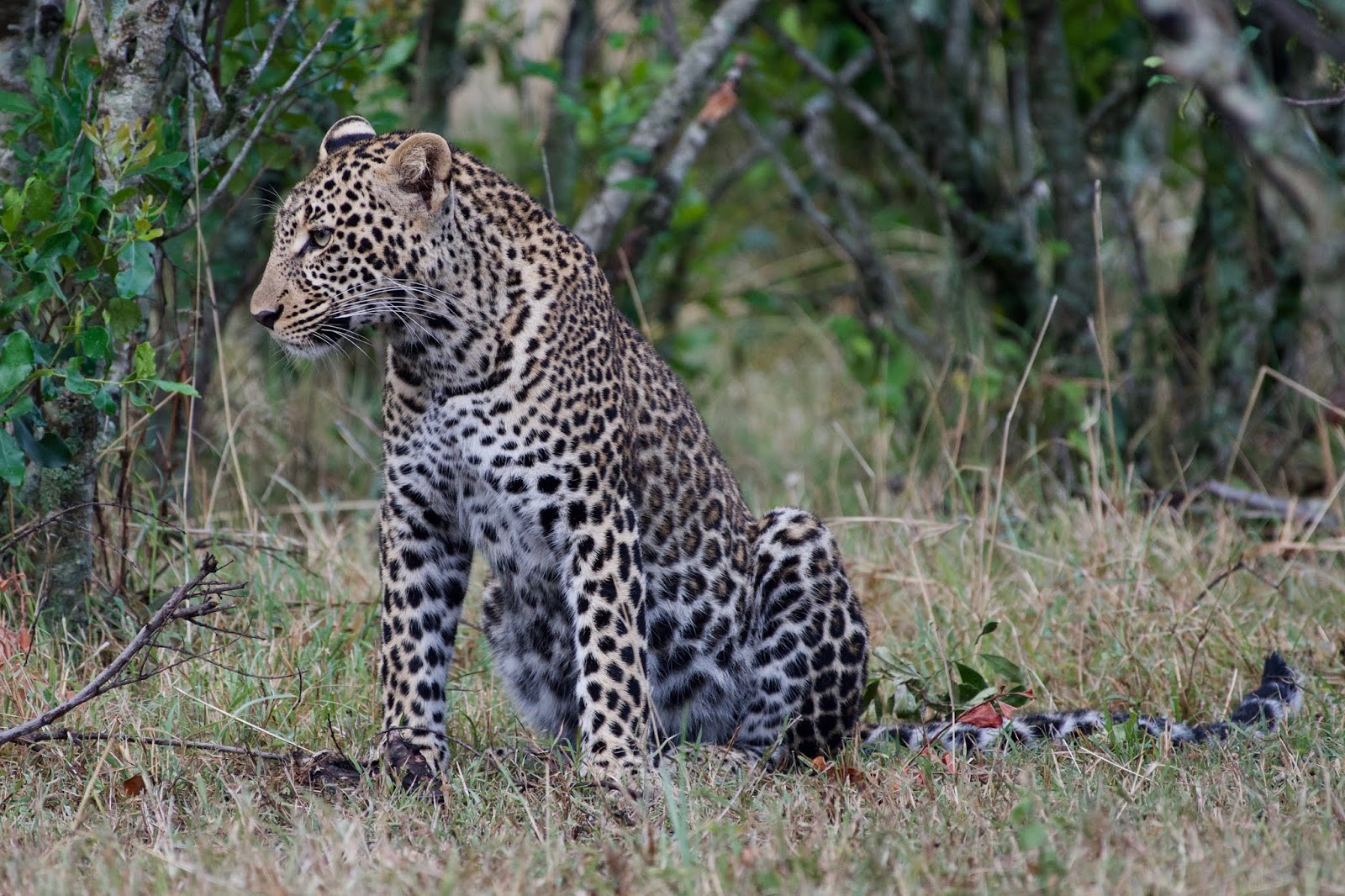 Naturfoto Einar Hugnes: Kenya 1: Leopard og gepard allerede første dag!