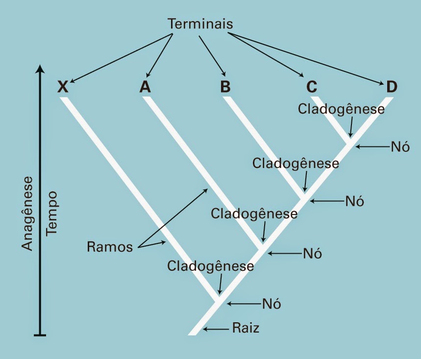 Filogenia em Foco: Cladogramas, o que são? Pra que serve? E como fazer?