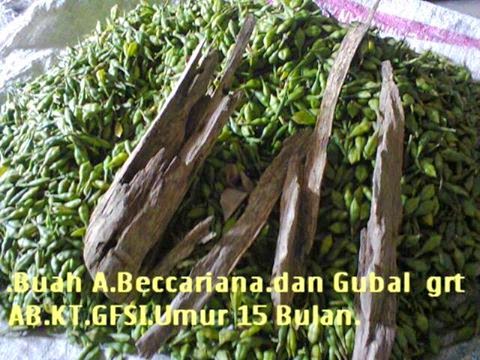 GAHARU SUPER: Kerjasama Innokulasi Pohon Gaharu dan jual bibit A ...