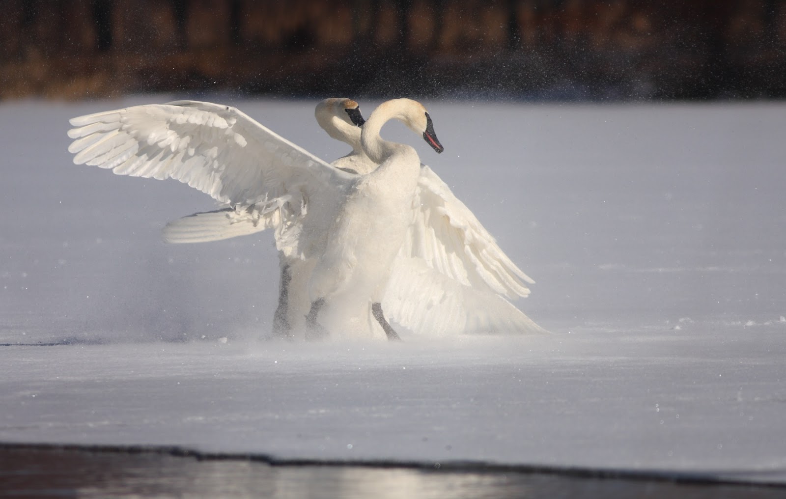 One Thousand Days in Nature: Trumpeter Swans of February