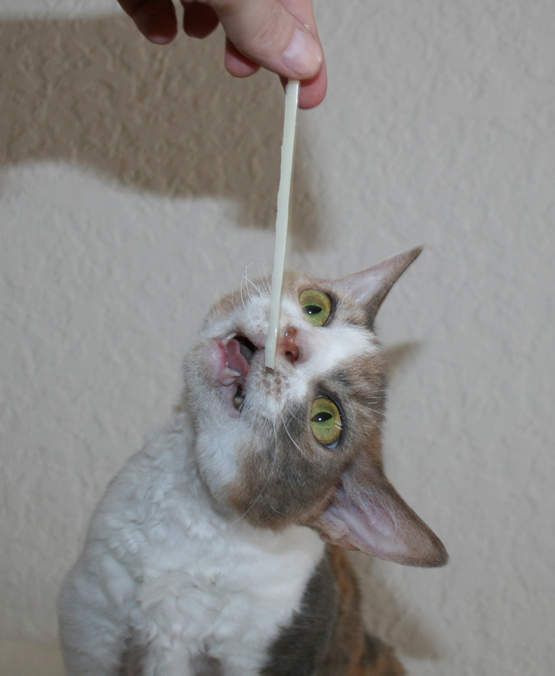 Daisy the Curly Cat: Wordless Wednesday: String Cheese!