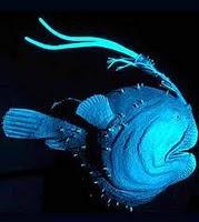 fifteen: Animais de zona Abissal / Animals Abyssal zone :O