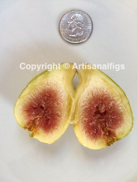 Seattle Garden & Fruit Adventures: The allure of Striped figs