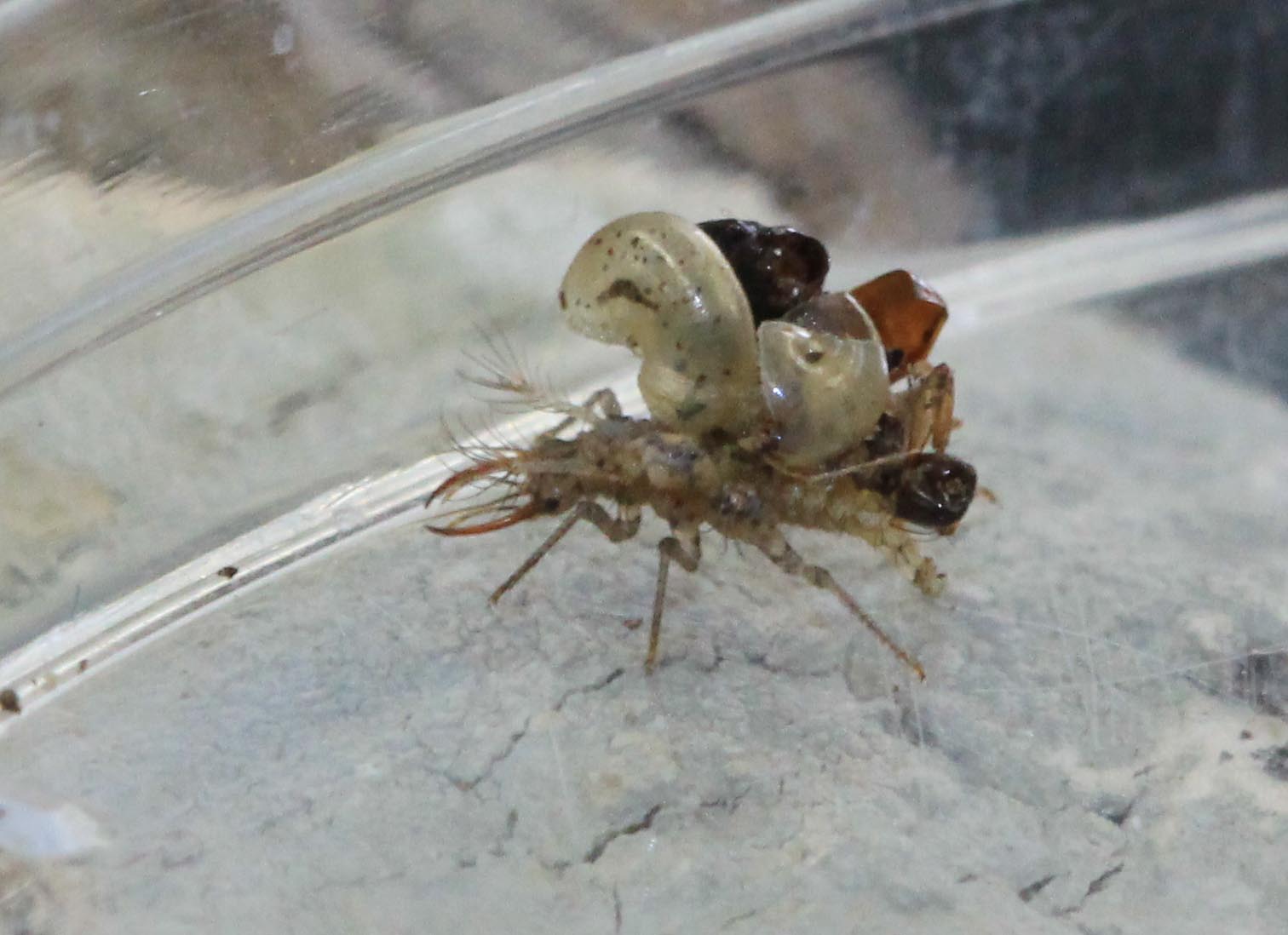 Life on The Edge: One Bug's Trash is Another Bug's Treasure