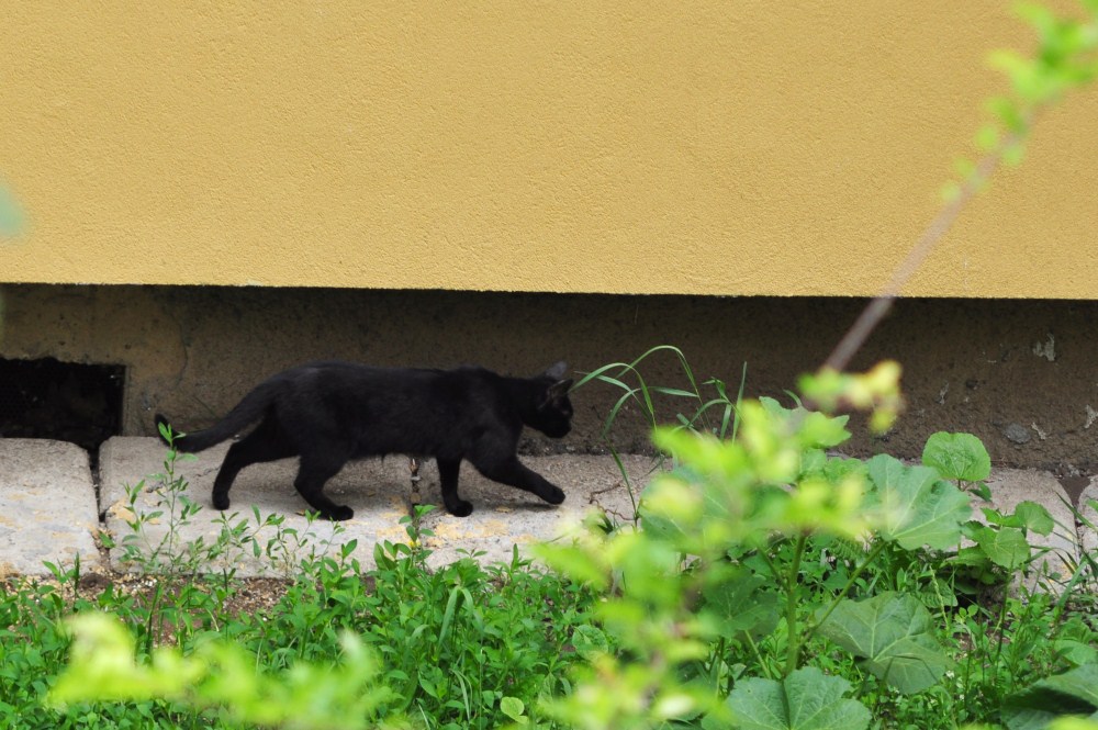 Catalin Negru: Puiul...de Stancuta