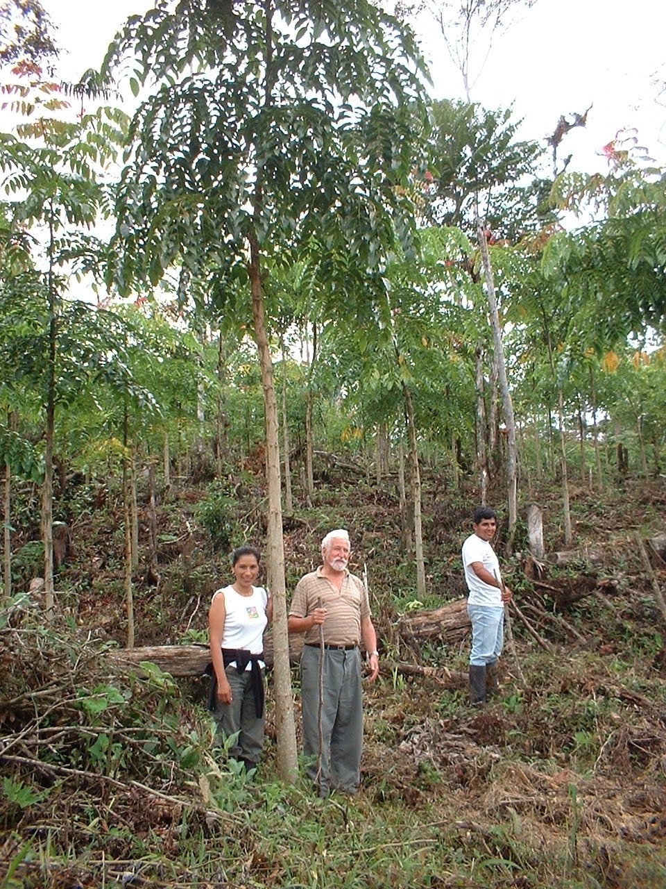 Información y Entretenimiento: [GA] Semillas de Cedro Rosado de la India