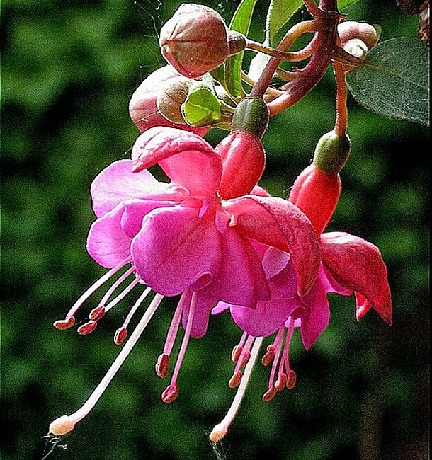 Inrossas Zelta grāmata: Indīgie istabas un dārza augi