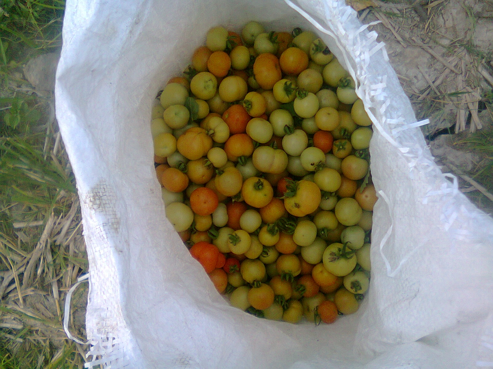 Photo - Photo TOMAT RAMPAI yang Dibudidaya Di Sawah - Guru Ilmuan