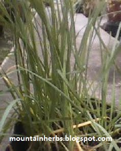 Philippine Herbal Medicine: Chive herbs benefits