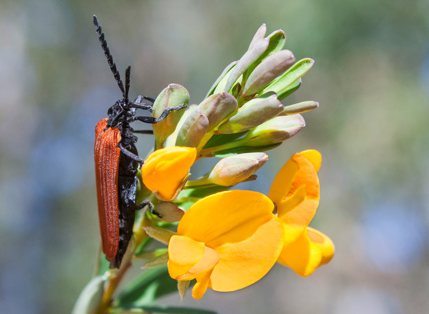 Wildlife of the Hunter Valley: Beetling about