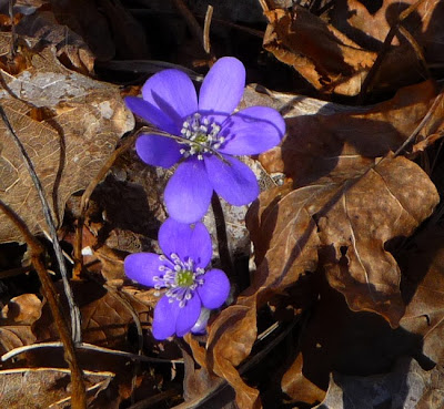 Femfemman: Trampat, tvättat, tryckt, trivts