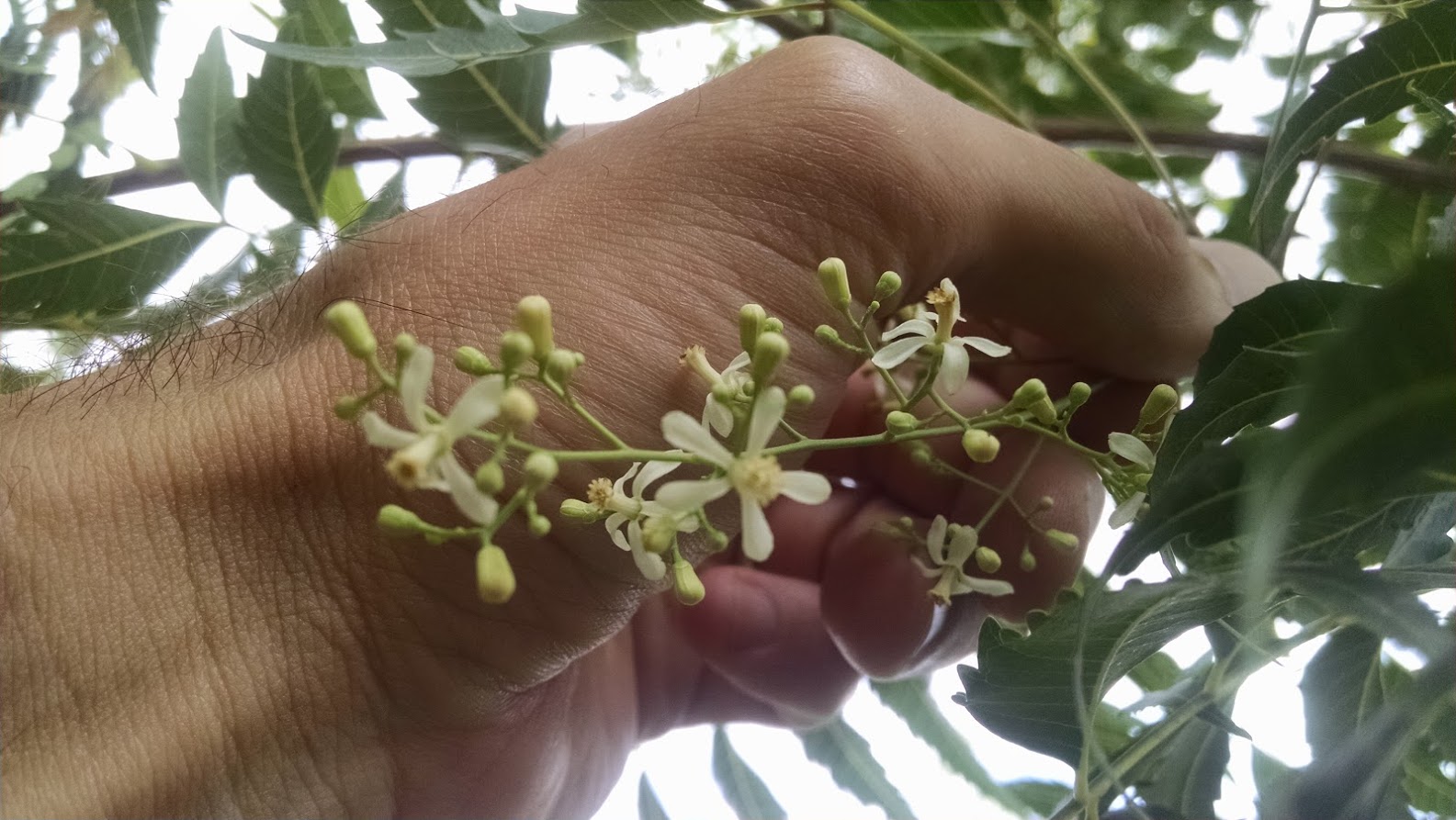 Desert Valley Orchard: Neem