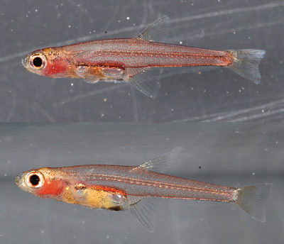 Fisheries Exploration & Conservation (Fishexcos): World's Smallest ...