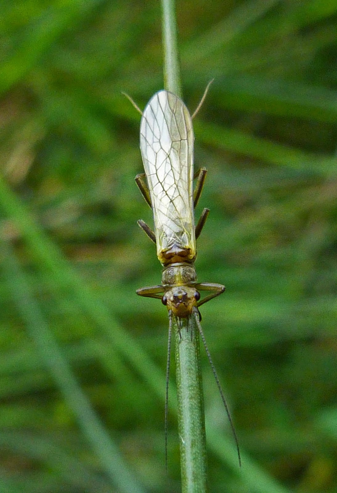 Insects of Scotland: Mayflies/Stoneflies