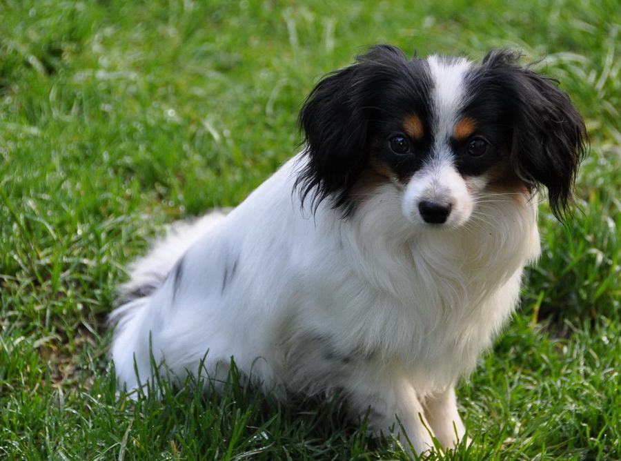 Road's End Papillons : Papillon Drop Ear, Phalene: Road's End Phalenes