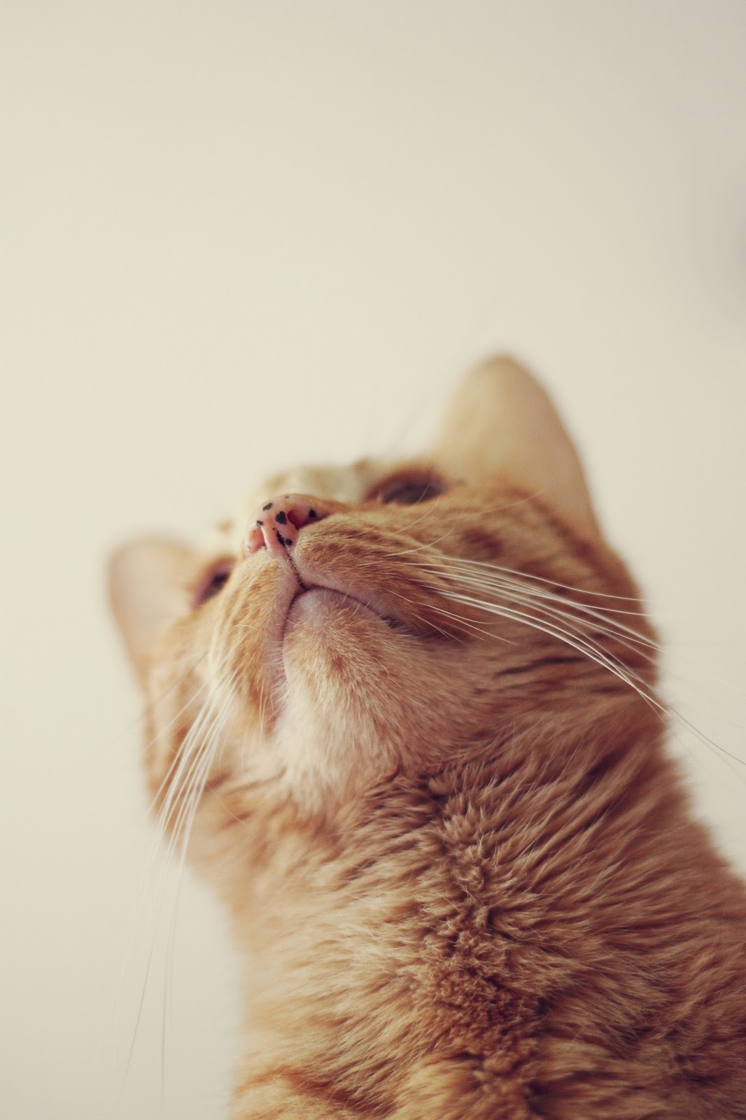 Dork & Doodle: The Cat Crew: Cecil