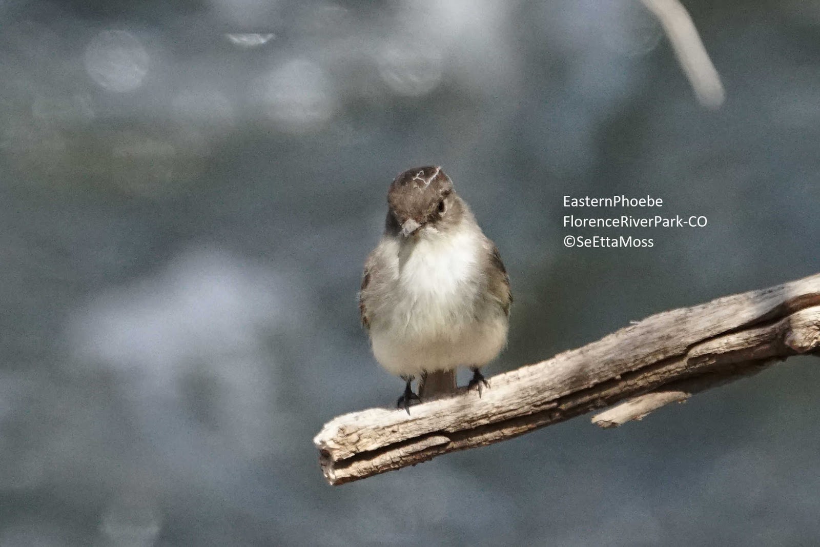 Eastern Phoebe gathering nesting material