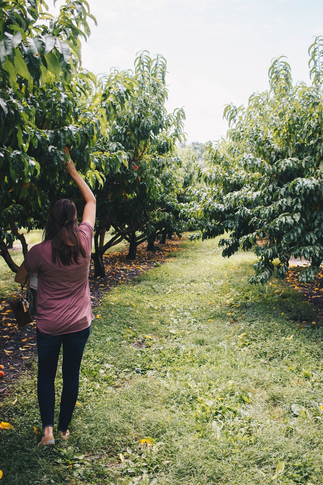 Peach Picking