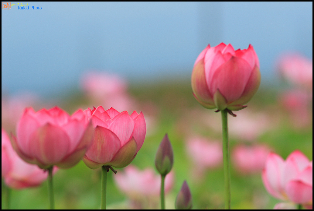 School Of Digital Photography: Flower Photography Tips – How to ...