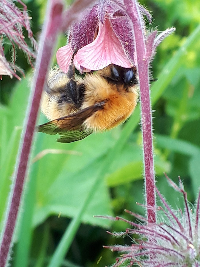 @birdingdad: Steven and the Bumblebee