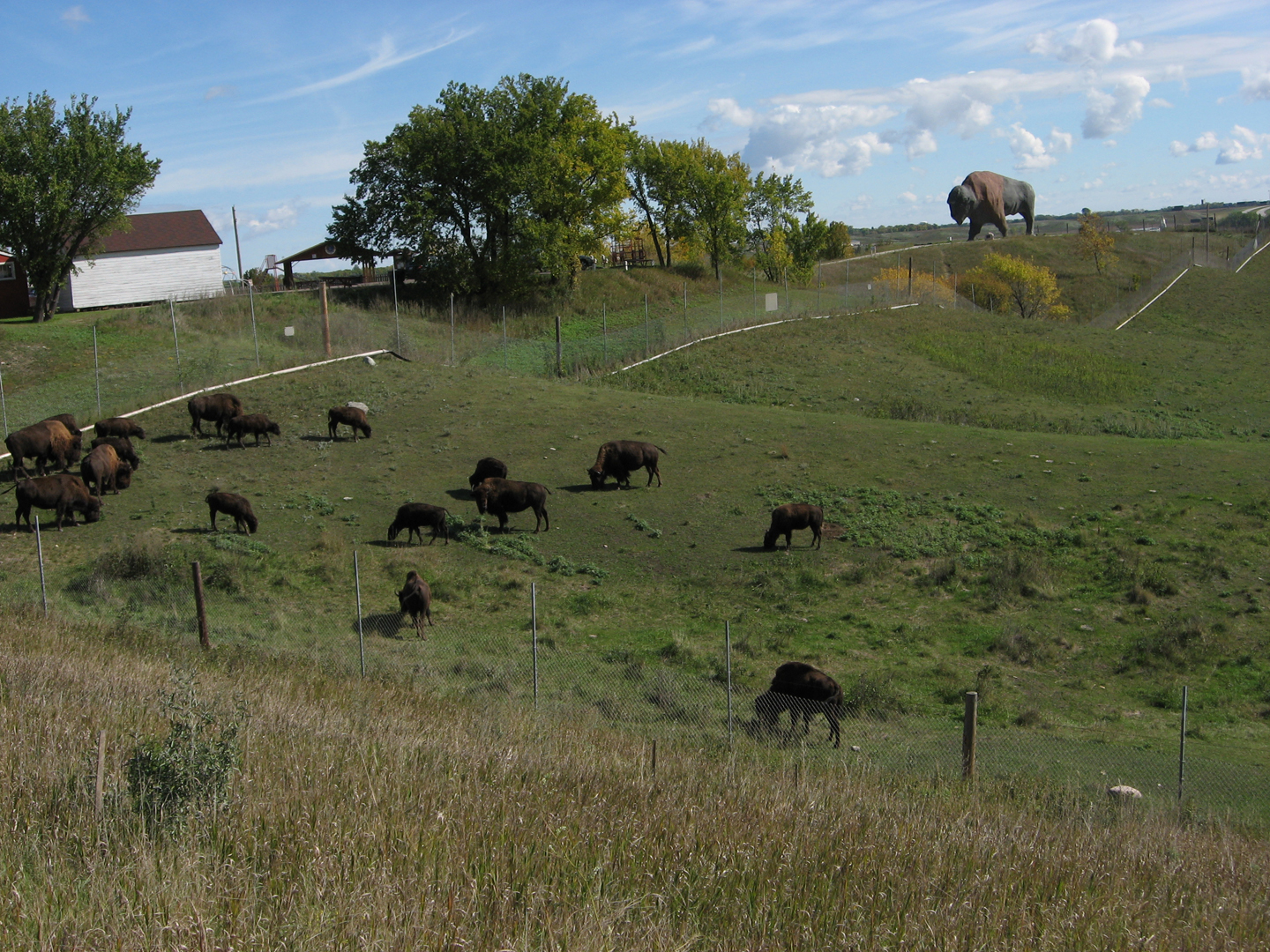 Eccentric Roadside: Where the world's largest buffalo roams: Scenes ...