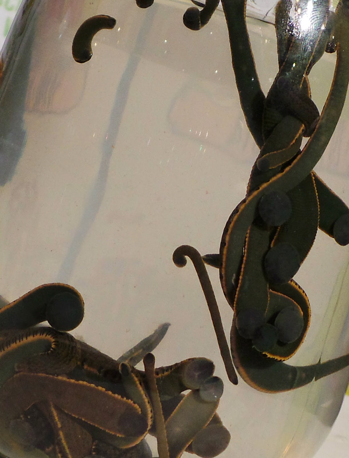 Creating Wonder - the Petrosains Blog: Mari Mengenal Lintah Dengan ...