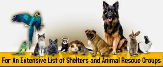 Pets-N-More: 6 Top Benefits of Adopting a Pet