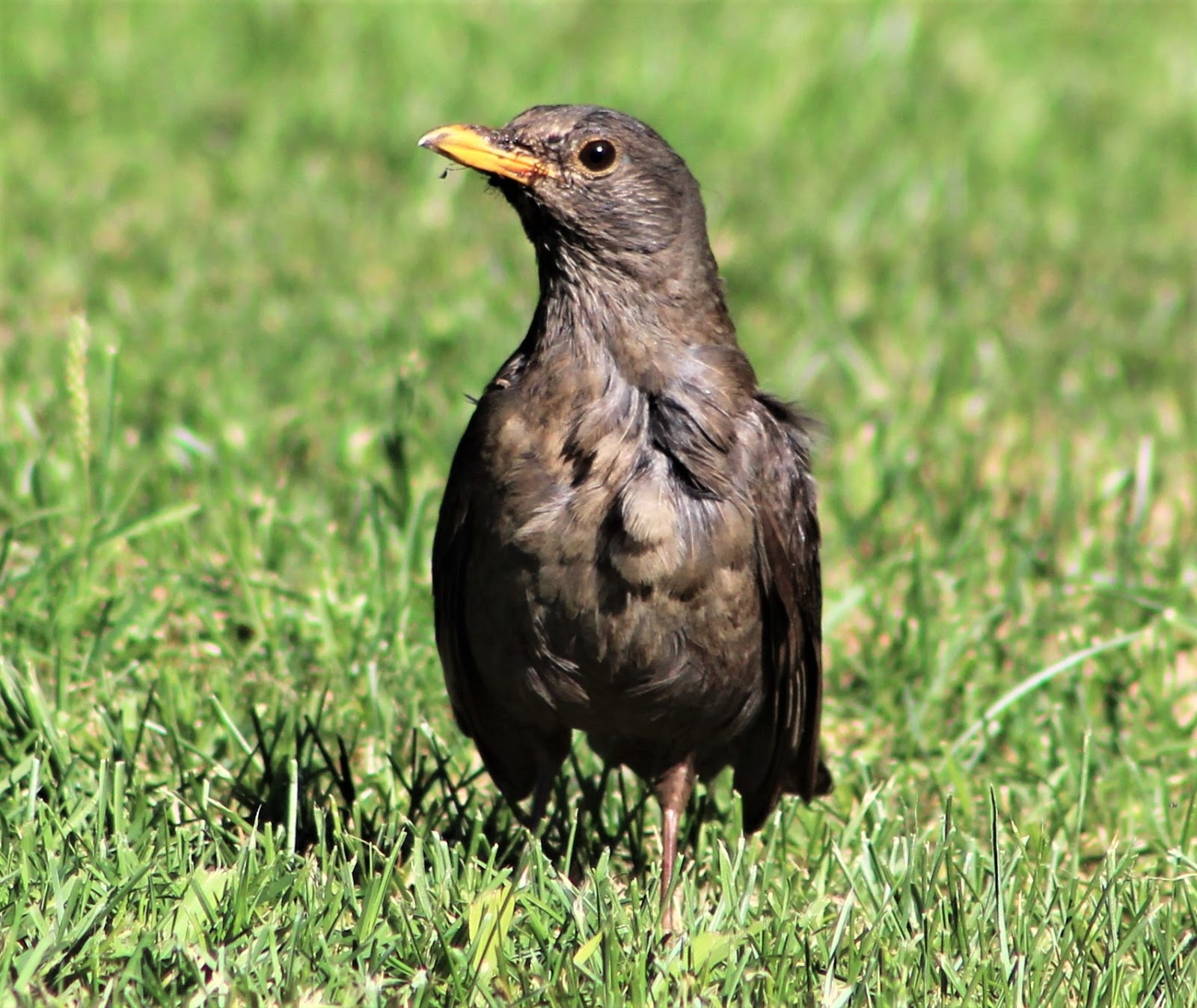 Imagens da vida animal: Melro-preto (Turdus merula) (Fêmea)