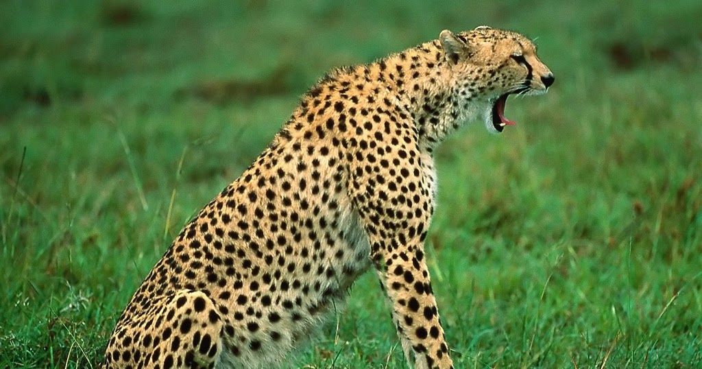 Touch In Knowledge: Cheetah