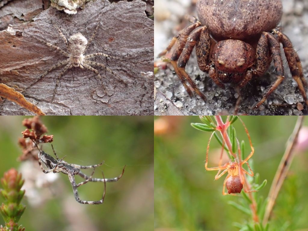 The Lyons Share: The amazing spiders of Graffham Common
