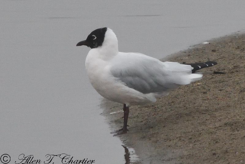 Michigan Hummingbird Guy: December 2018