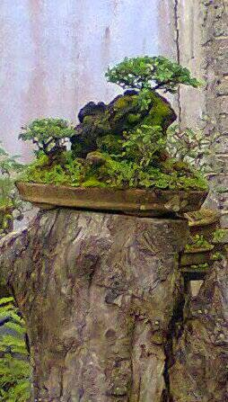 PANDUAN MATEMATIK UNTUK KANAK-KANAK.: POKOK BONSAI DAN LANDSKAP