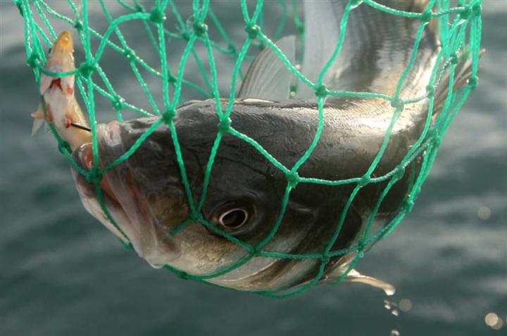 Fish n Bits: Buying whole fish? Here is a useful 'Yield Guide'....