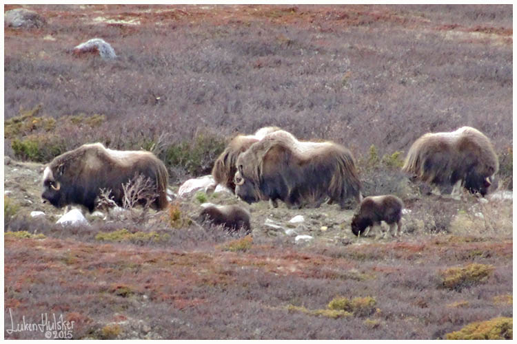 NORGE.nl: Moskus (muskusos) @ Tverrfjellet / Dovrefjell