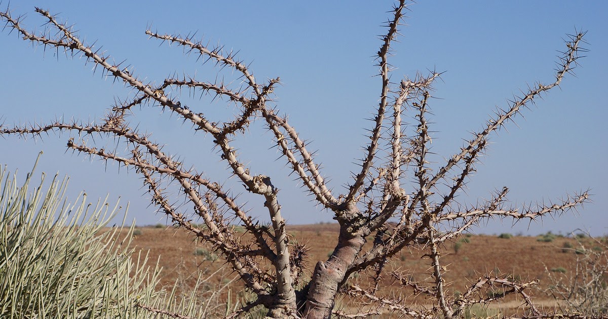 Real Monstrosities: Bottle Tree