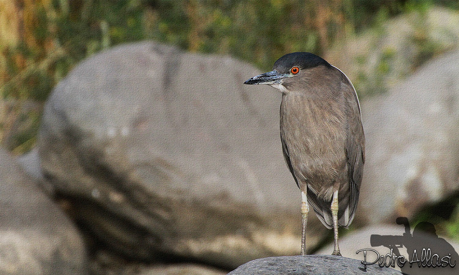 AVES DE AREQUIPA , Pedro Allasi: huaco común.