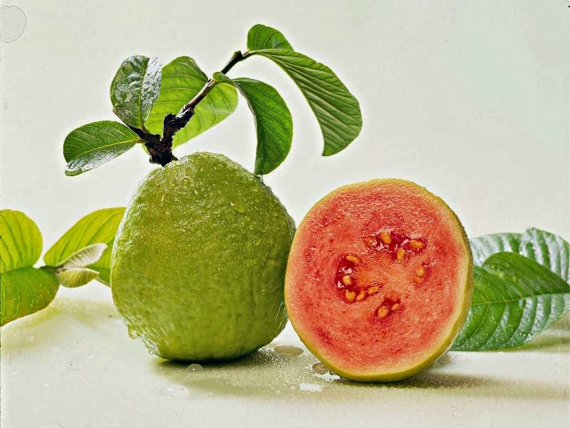 Budidaya Jambu Biji Merah - BUDIDAYAKU