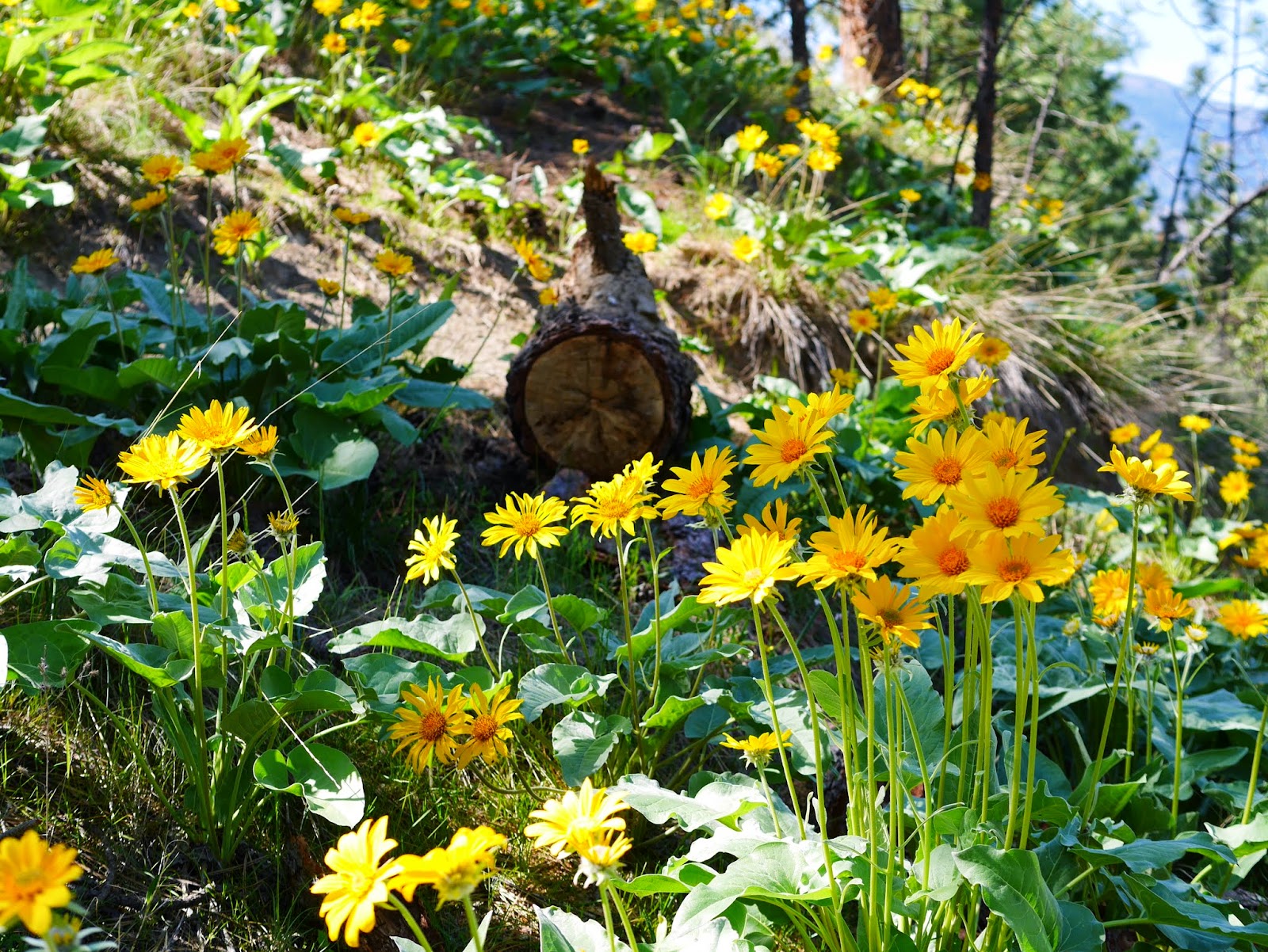 Nature Notes: Arrowleaf Balsamroot - Backwoods Mama