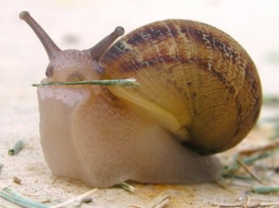 Gading Moore: ::: Berjalan Dengan keong