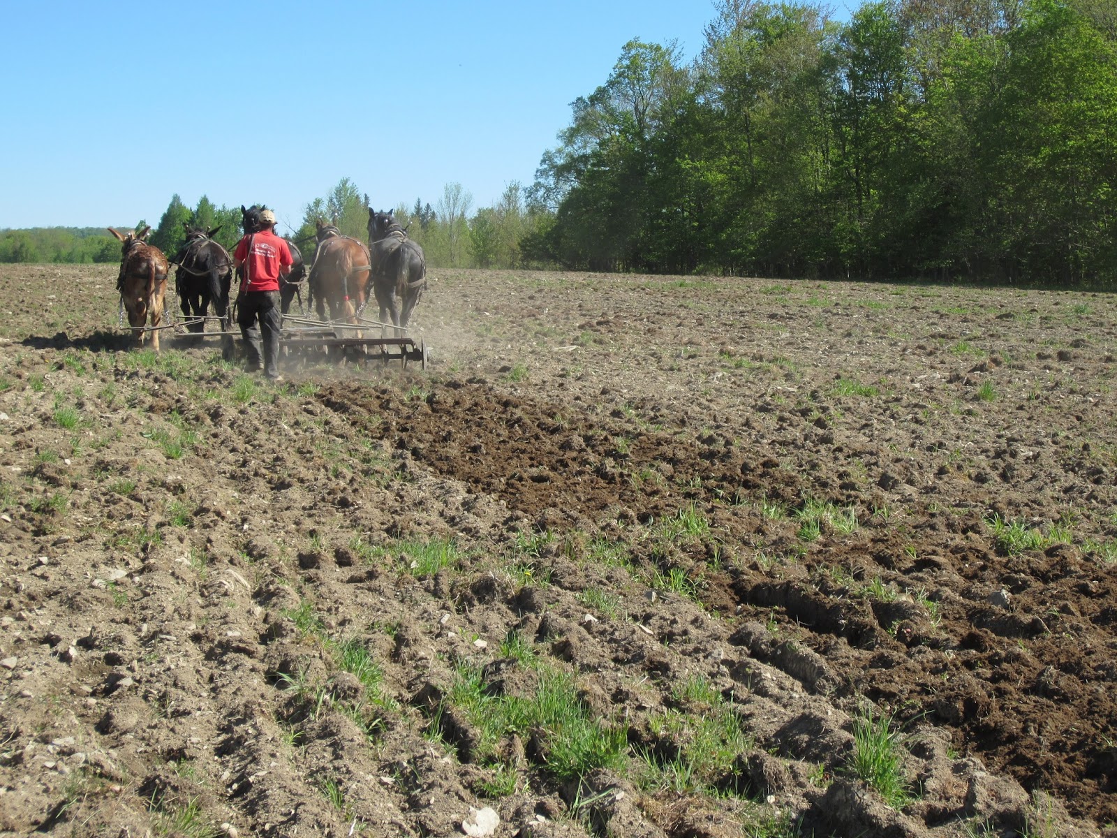 Two Spruce Farm: the end of plowing + 5 abreast + pasture clipping