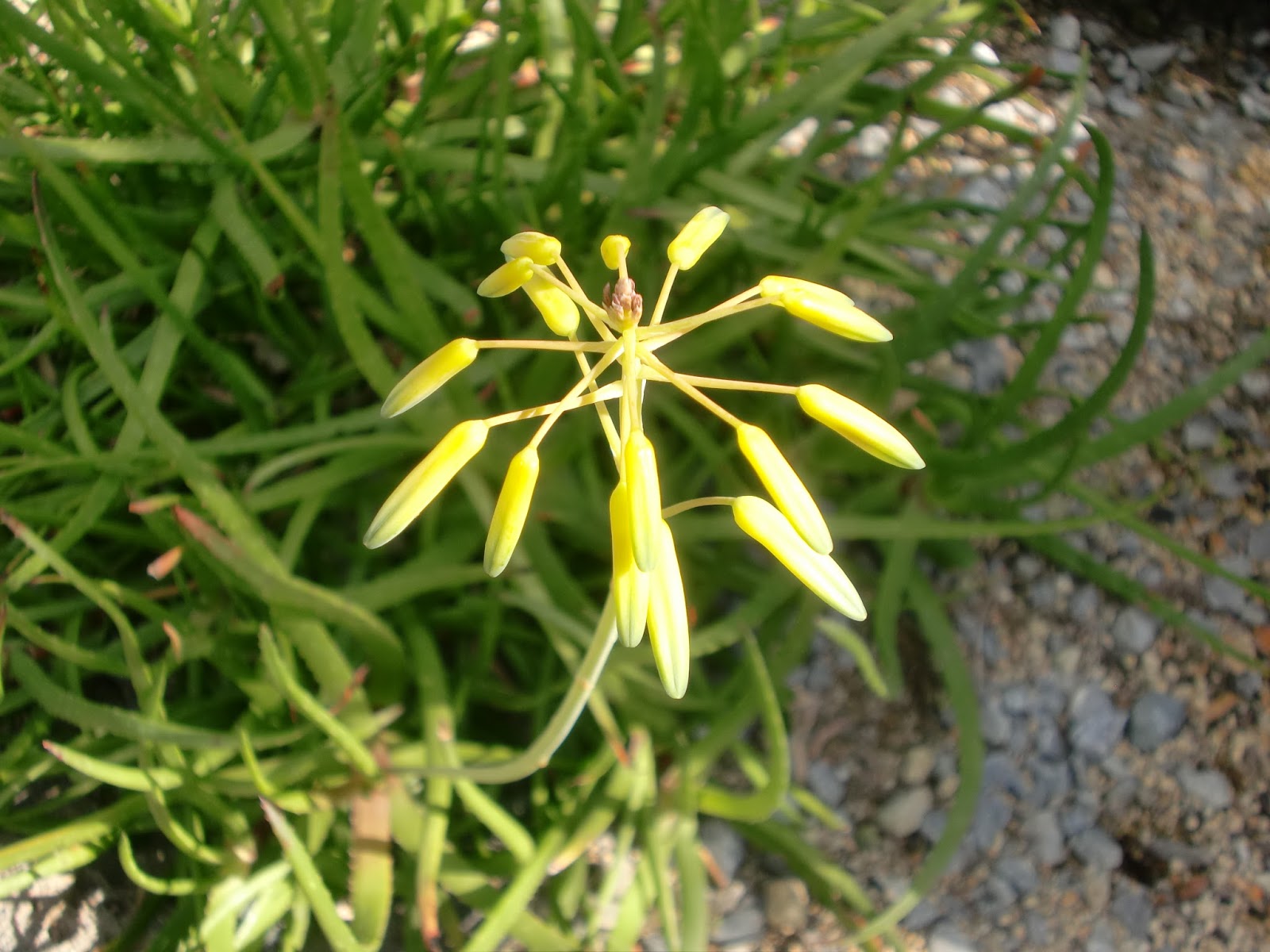 60歳で無職の優雅な日々: アロエ・アルフレッディ Aloe alfredii