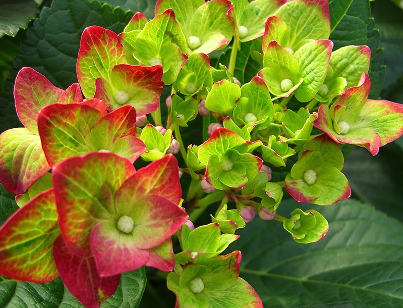 Flower Map: ｱｼﾞｻｲ「ｸﾞﾘｰﾝｼｬﾄﾞｳ」,Hydrangea” Green Shadow”