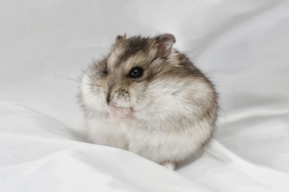 Tudo sobre hamsters:Gaiola,cuidados especiais e acessorios: Nomes ...