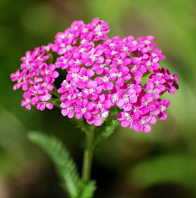 Yarrow Tea Benefits ~ Healthy Tea 101