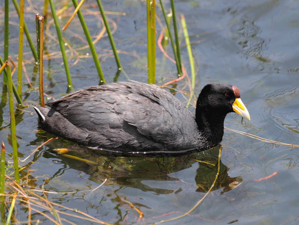 ZOOTHERA BIRDING BLOG: Lake Titicaca