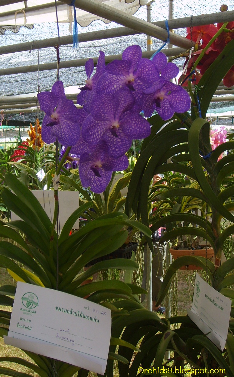 Orchids Flowers Pictures Bulbophyllum Vanda Cattleya Cymbidium ...