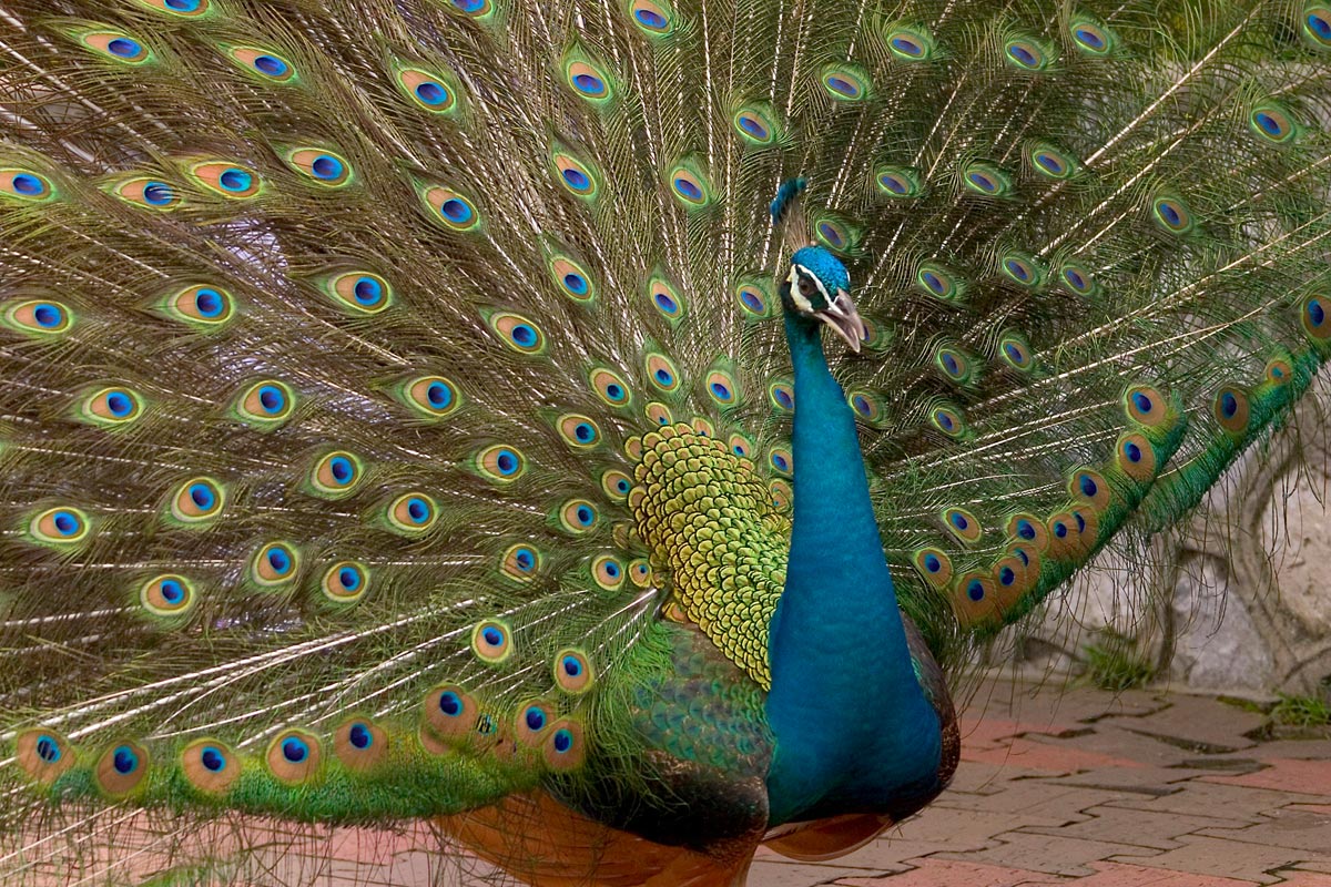 Peafowl - True Wildlife Creatures